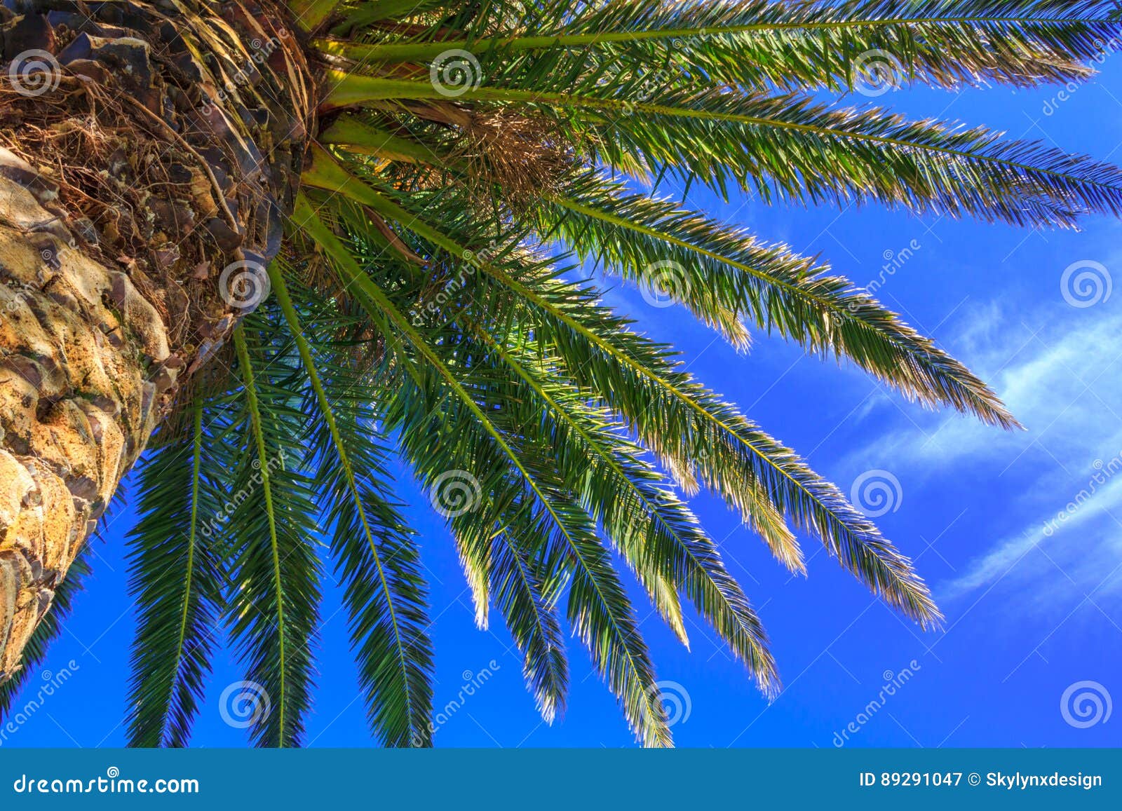 New Zealand palm tree stock image. Image of bush, conservation - 89291047