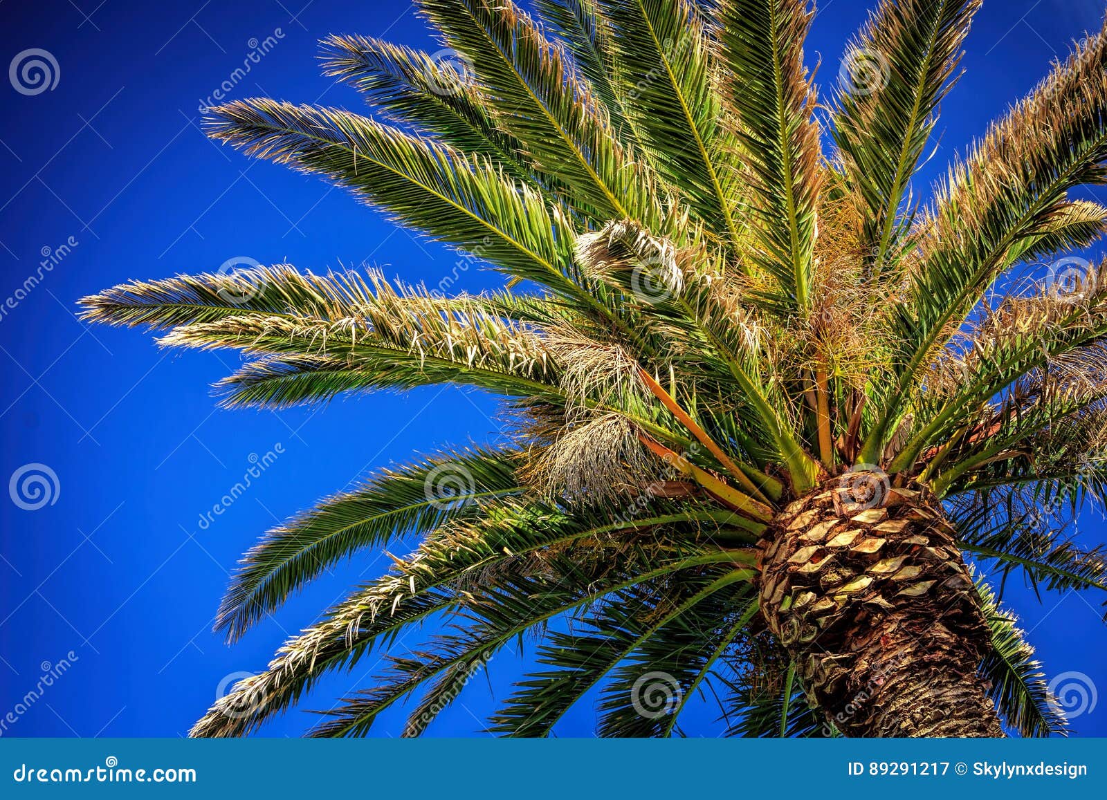 New Zealand palm tree stock image. Image of destinations - 89291217