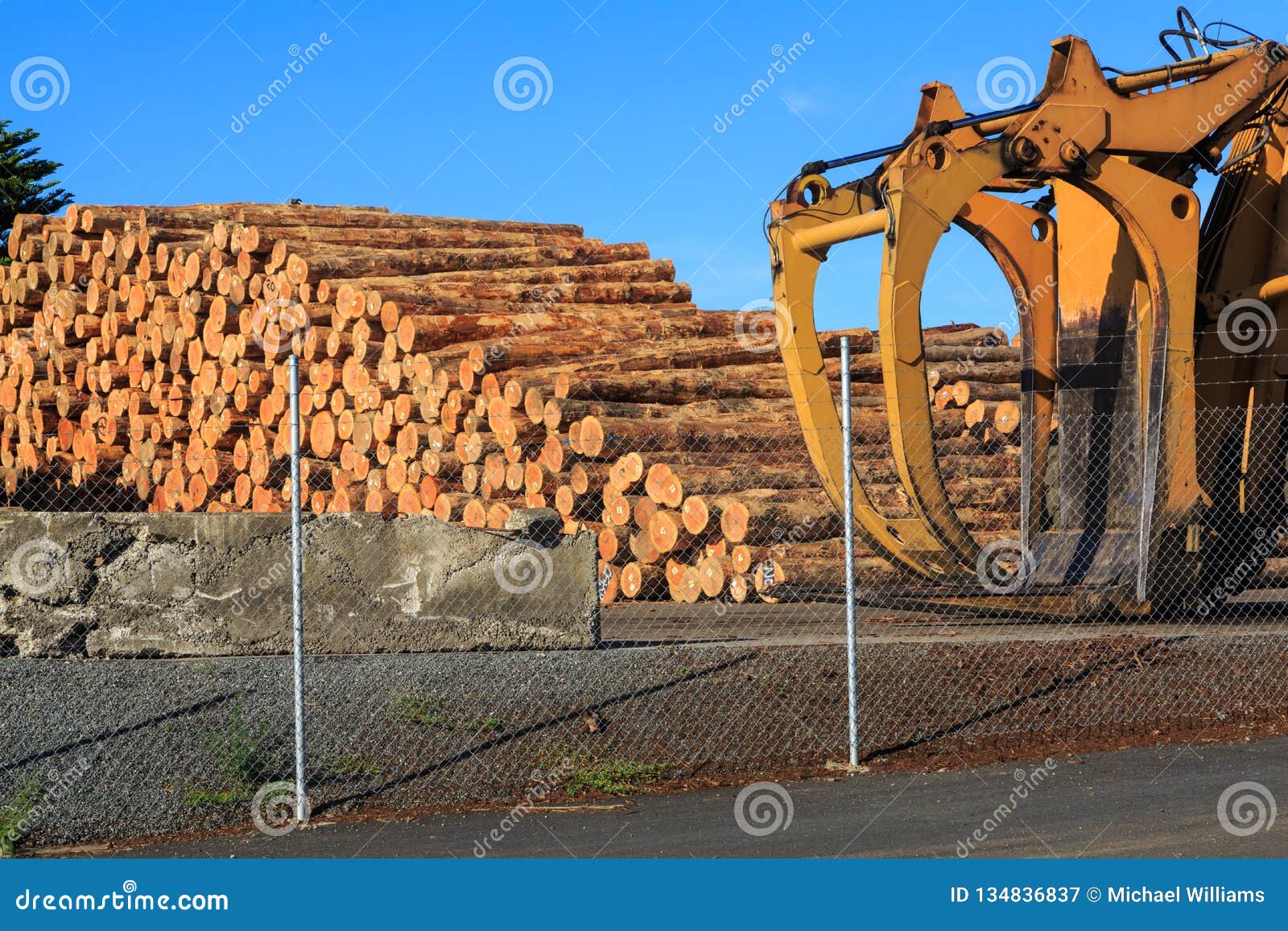 Stack of Pine Logs Ready for Export Stock Image - Image of logs ...
