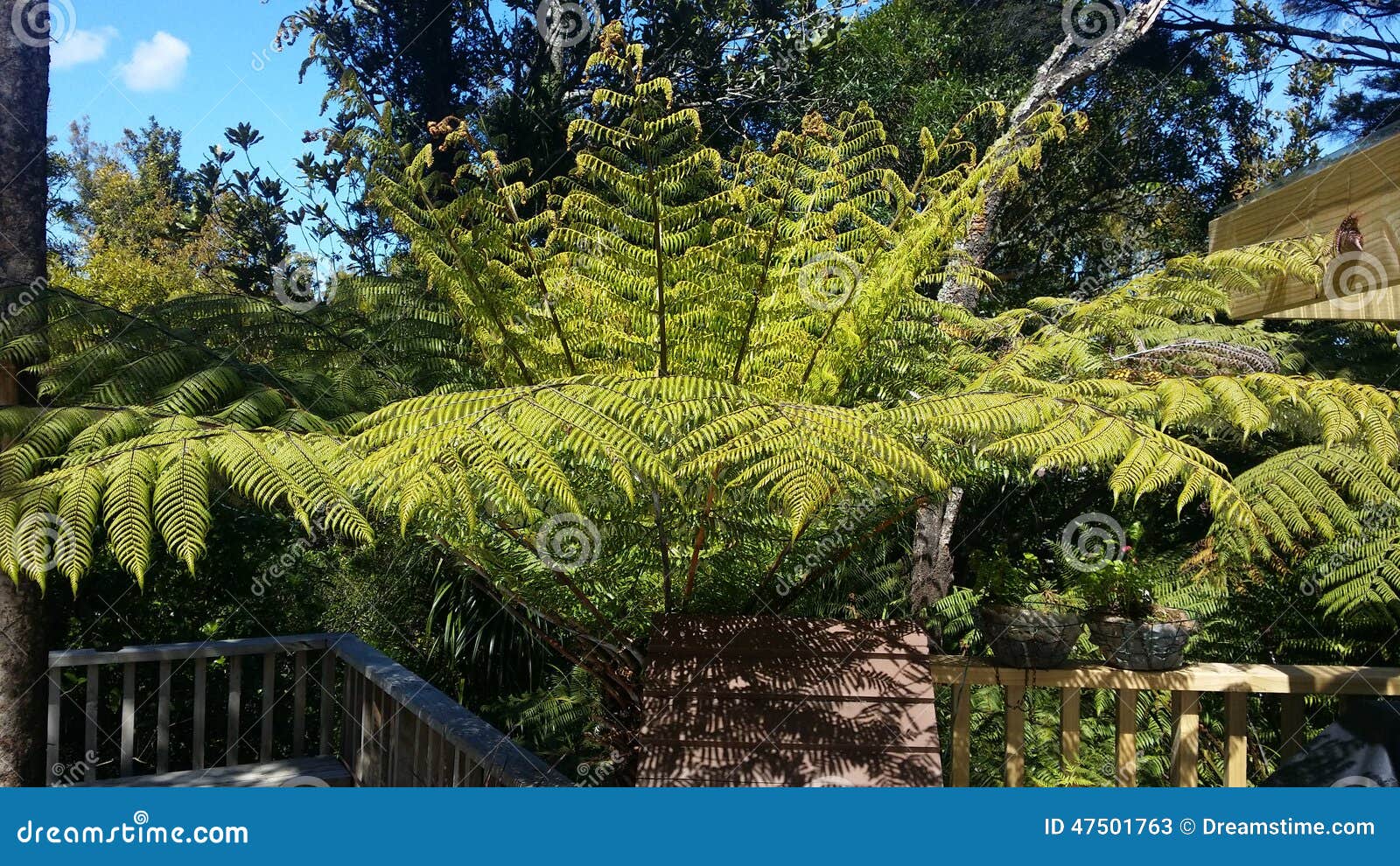 New Zealand Punga Tree stock image. Image of rebirth - 47501763
