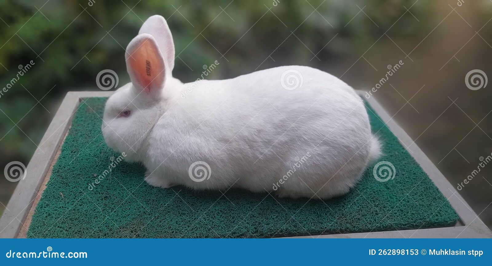 New Zealand Rabbit editorial stock photo. Image of zealand - 262898153