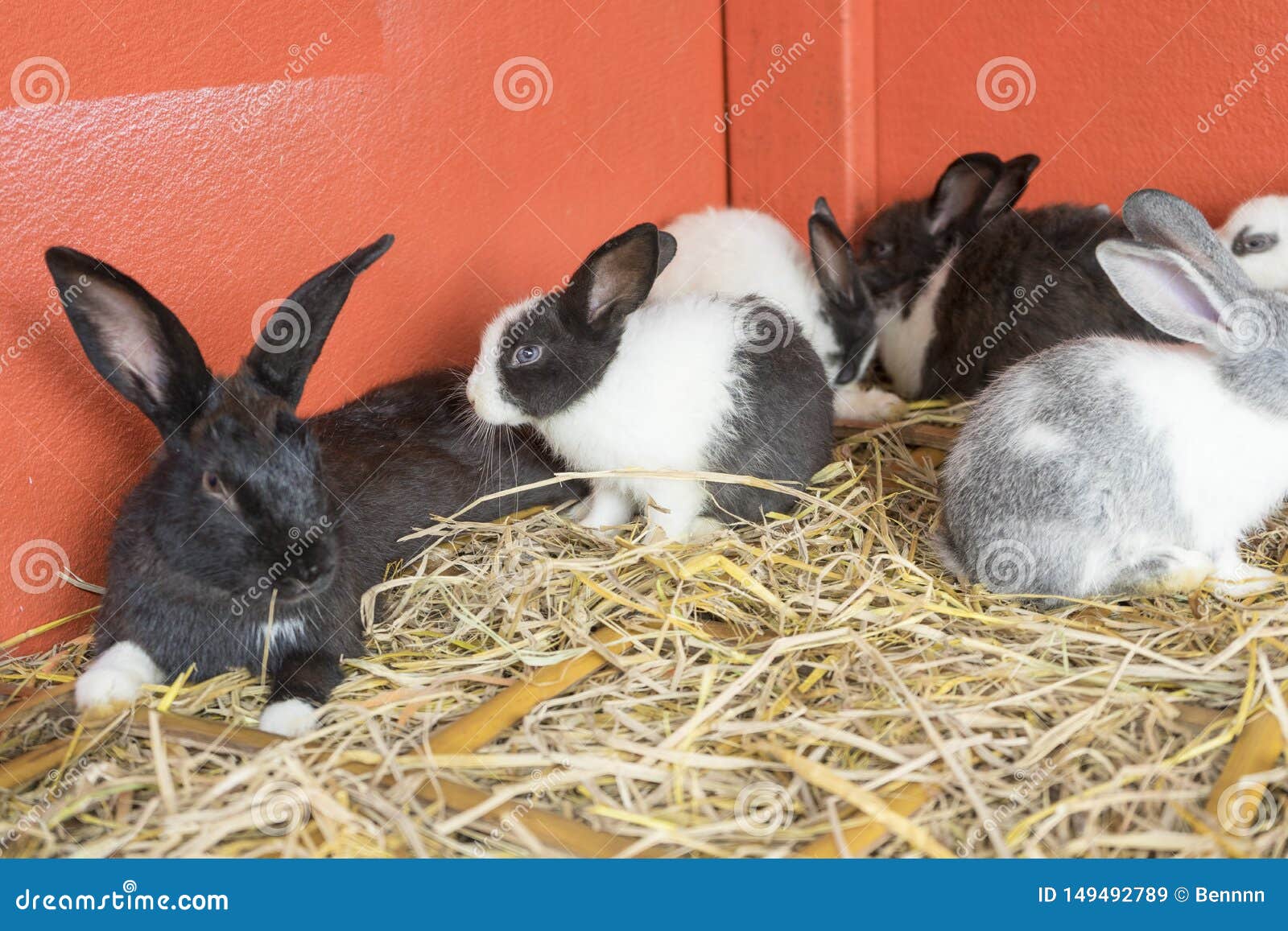 New Zealand Rabbit in a Farm Stock Image - Image of agriculture, breed ...