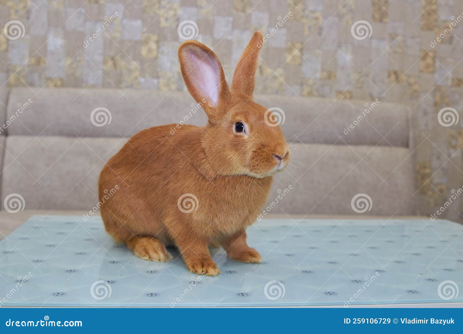 Rabbit Breeding Room Stock Photos - Free & Royalty-Free Stock Photos ...