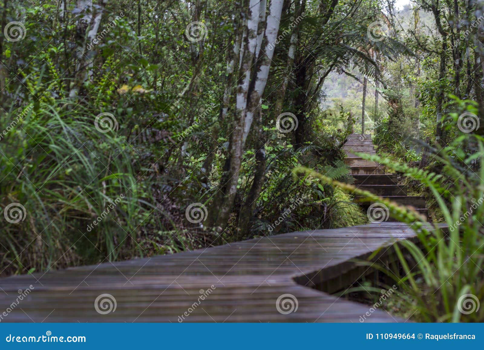 New Zealand Rainforest Hiking Path Stock Photo - Image of green ...
