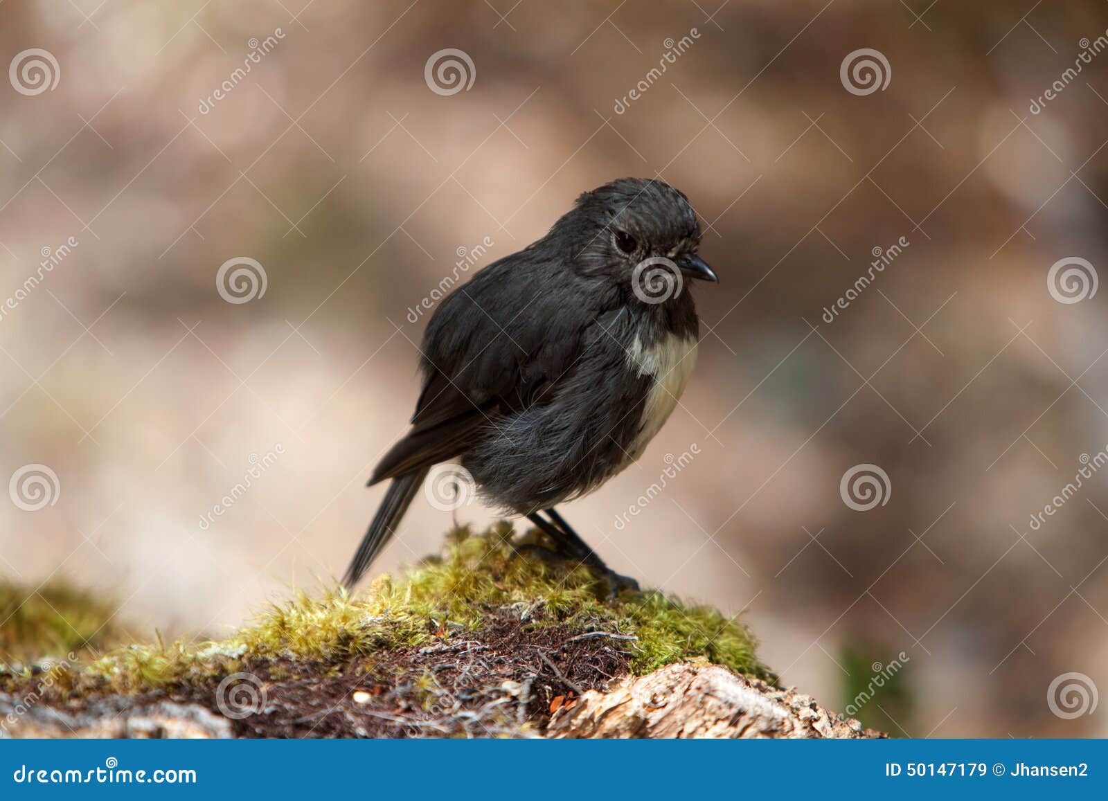 New Zealand Robin stock image. Image of rakiura, isolated - 50147179