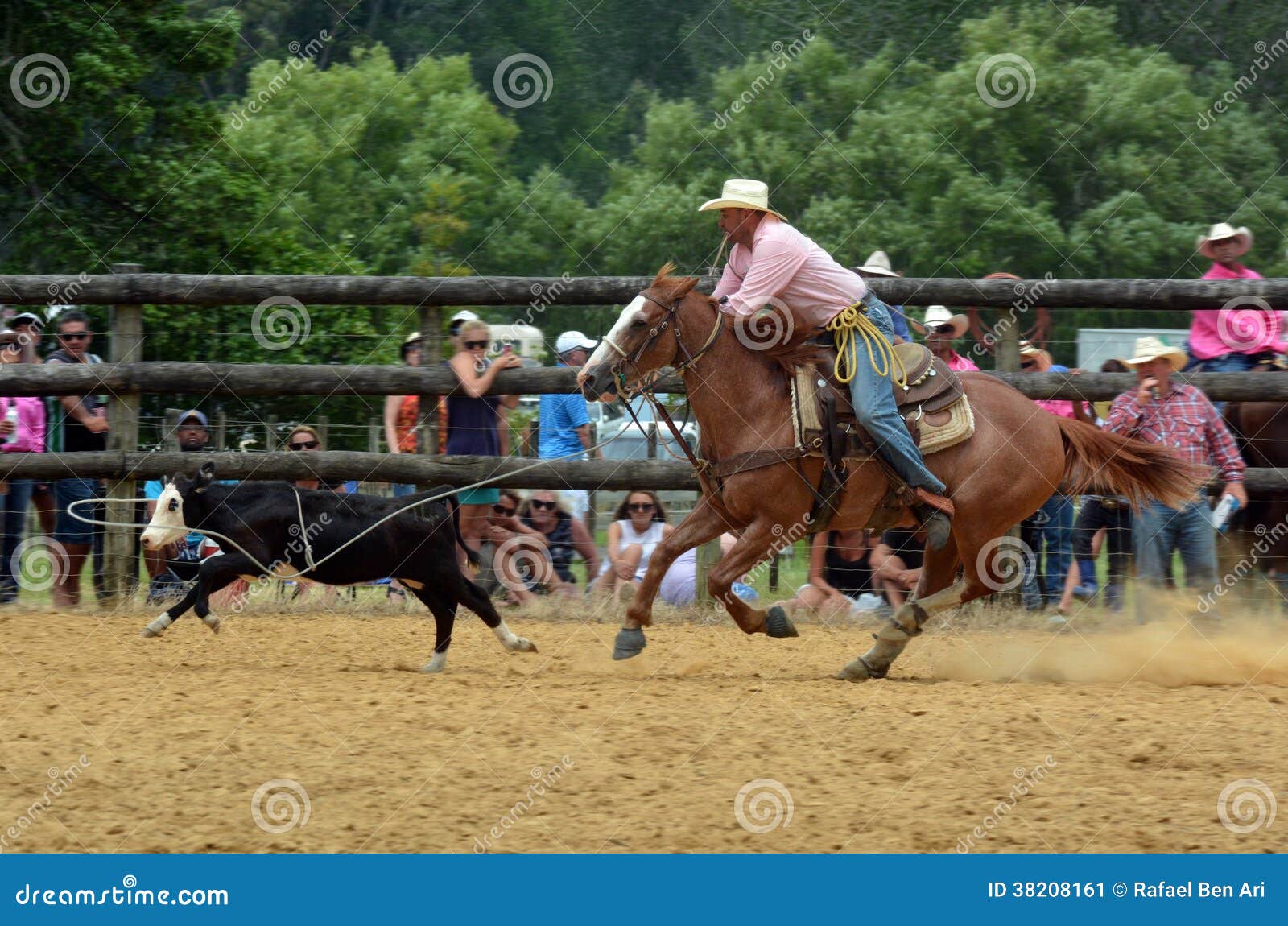New Zealand Rodeo - Steer Roping Editorial Photo - Image of roping ...