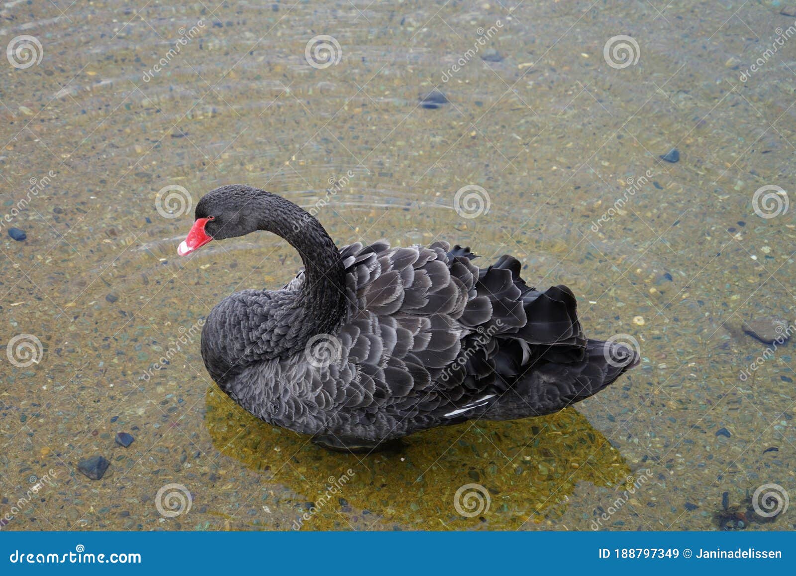 New Zealand Swan in Lake Rotoiti Stock Image - Image of journey ...