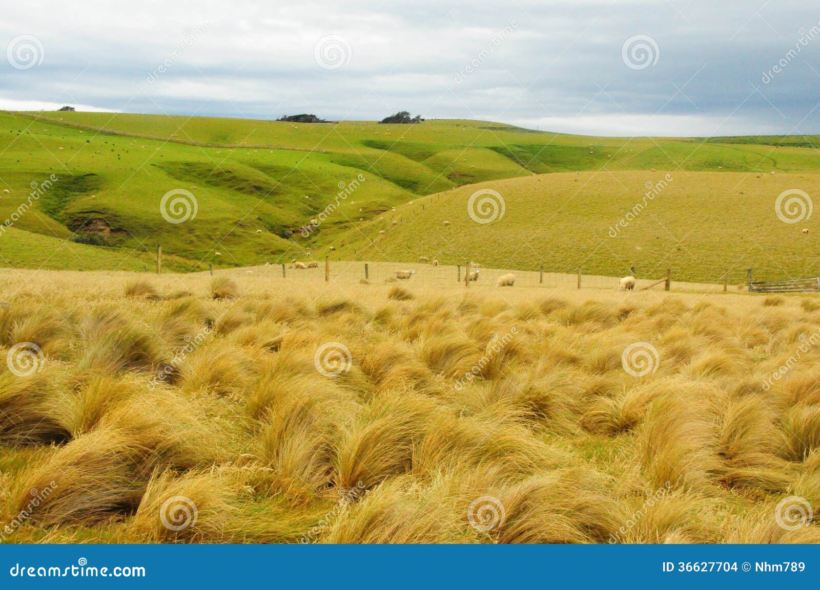1,155 New Tussock Zealand Stock Photos - Free & Royalty-Free Stock ...