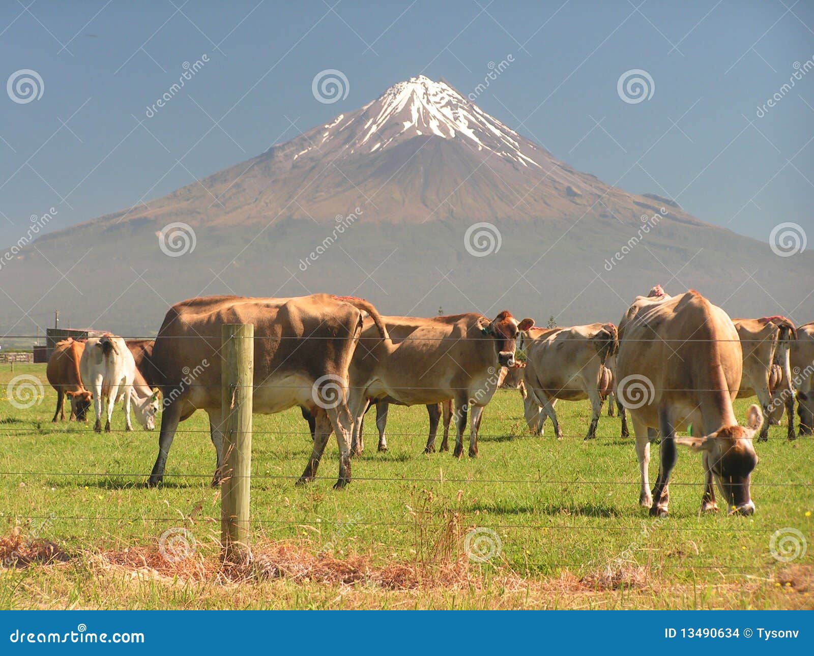 New Zealand Volcano and Cows Stock Photo - Image of blue, zealand: 13490634