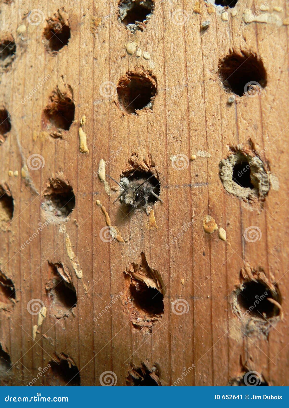 Newbee stock image. Image of insect, nest, wings, spring - 652641