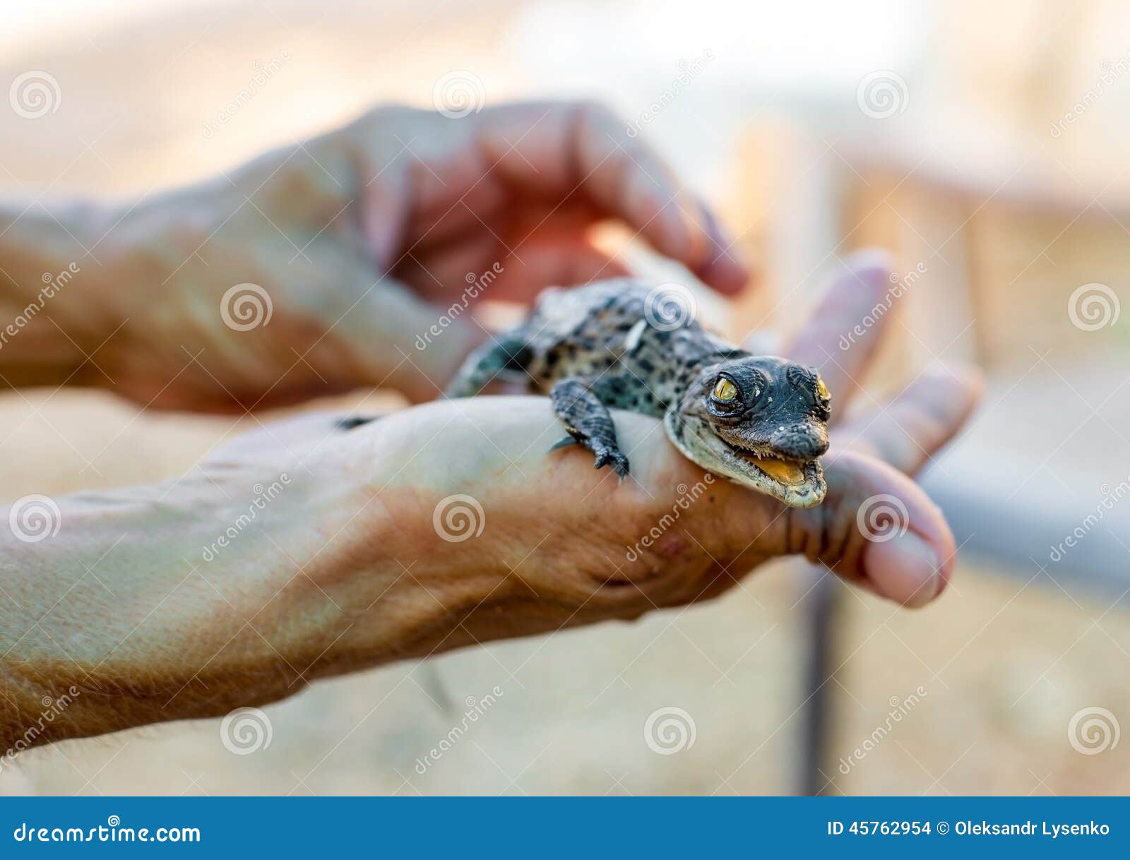 Alligator A Human Hand Royalty-Free Stock Image | CartoonDealer.com ...