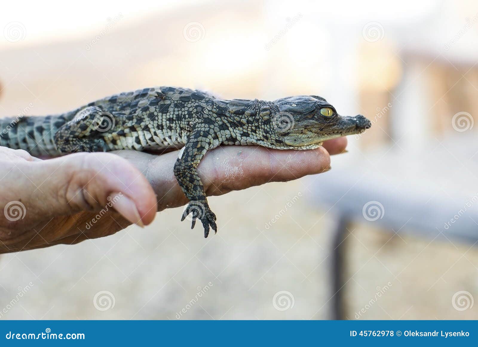 Newborn American alligator stock photo. Image of environment - 45762978
