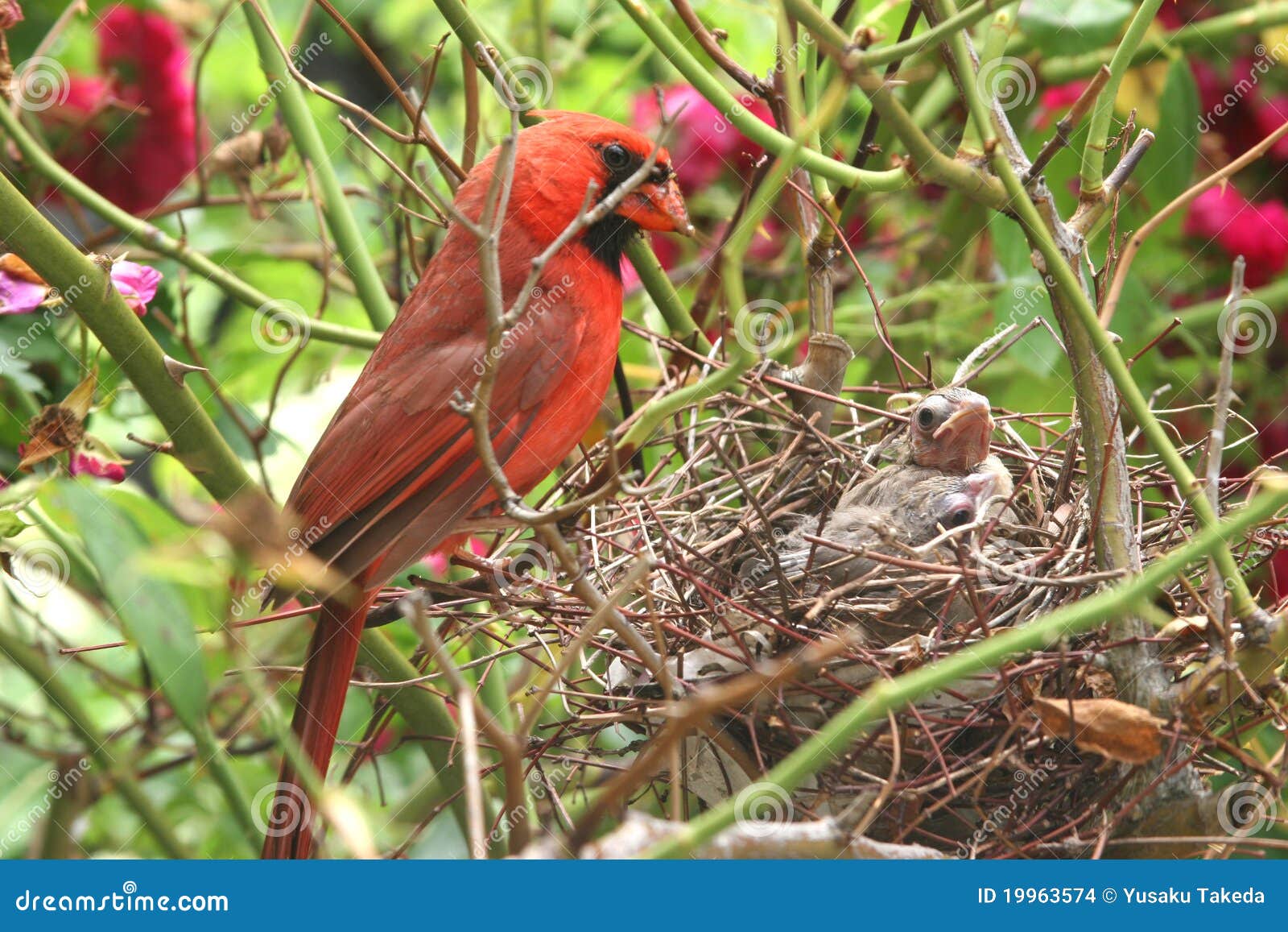 Newborn Baby Bird in a Nest. Stock Photo - Image of birth, nest: 19963574