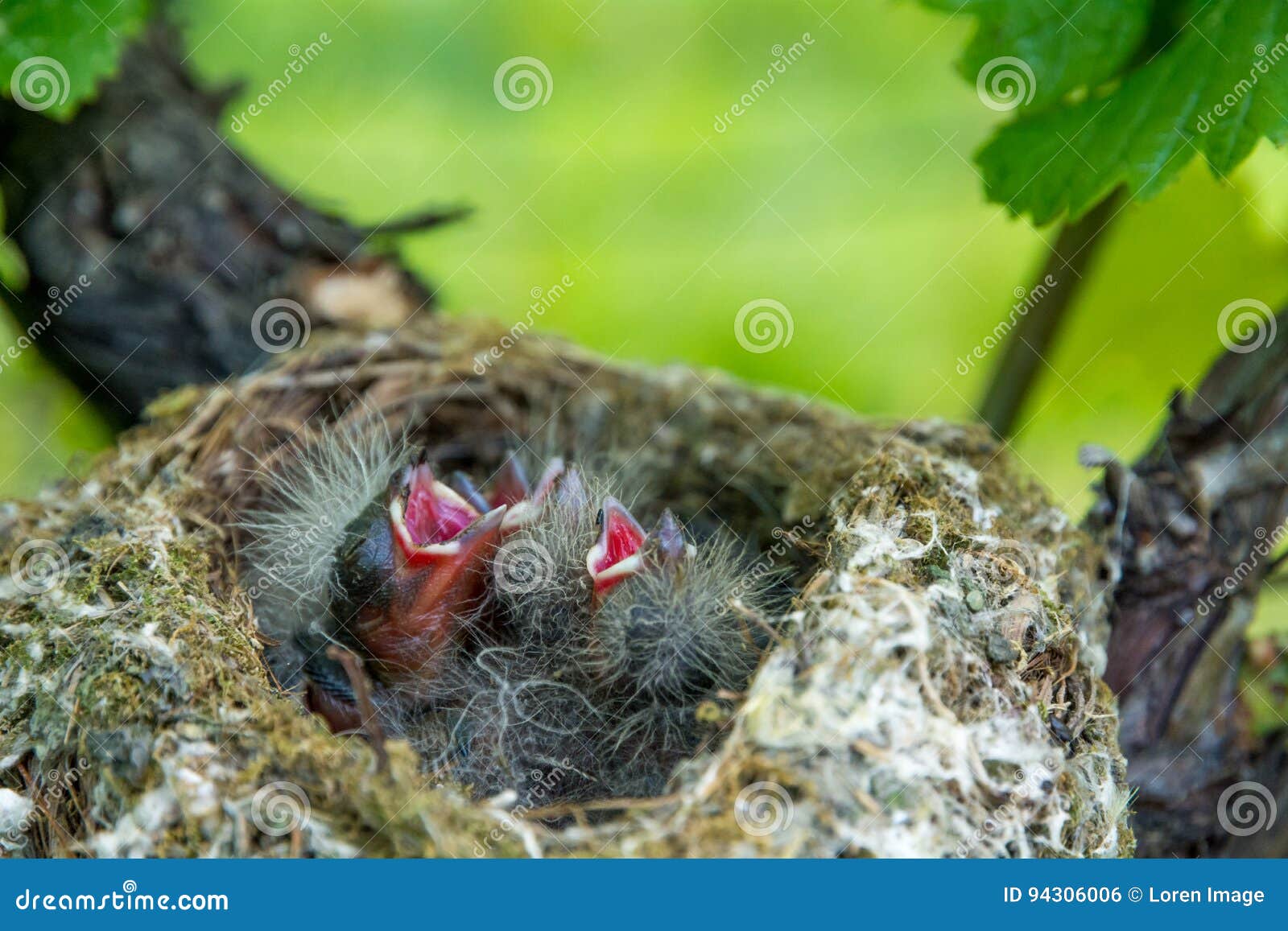 Newborn baby birds in nest stock photo. Image of bird - 94306006
