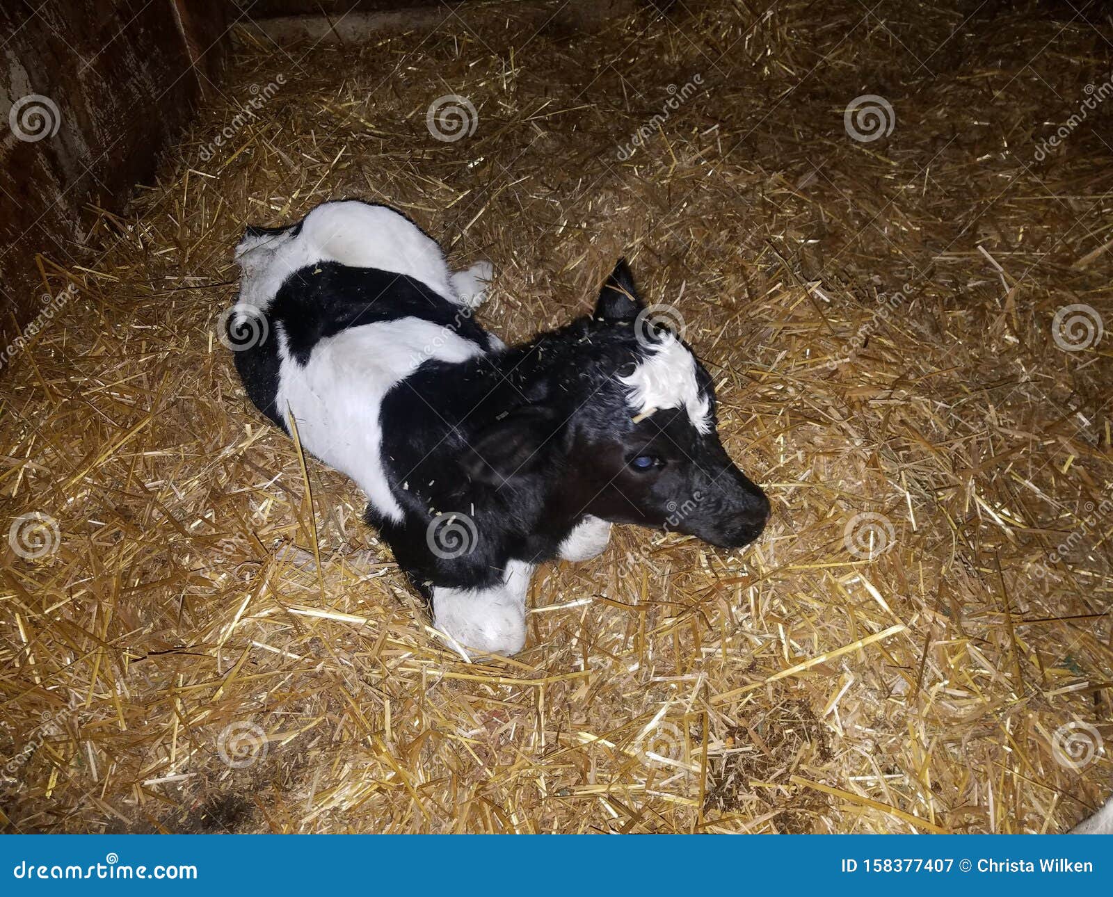 Newborn Baby Dairy Calf stock image. Image of newborn - 158377407