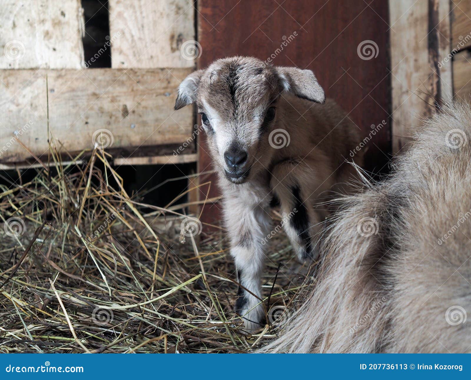 Newborn baby goat stock image. Image of offspring, small - 207736113