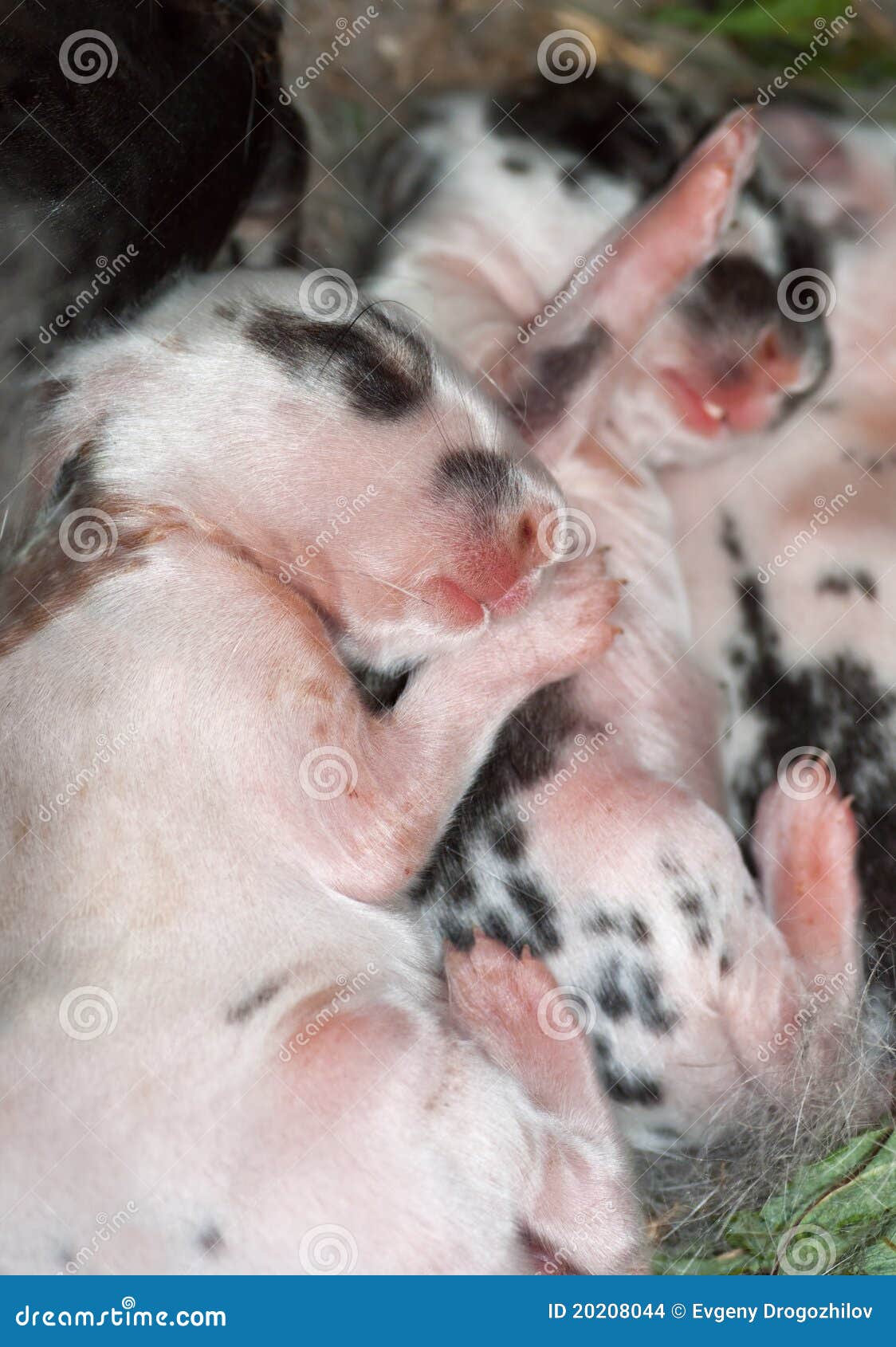Newborn baby of a rabbit stock photo. Image of adorable - 20208044