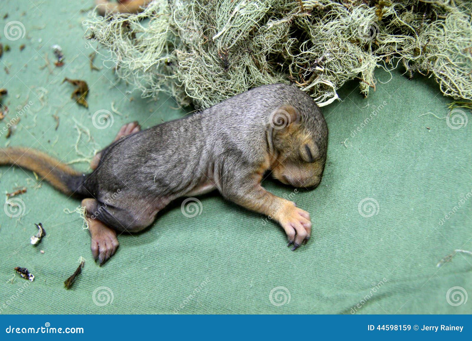Newborn baby squirrels stock image. Image of vulnerable - 44598159
