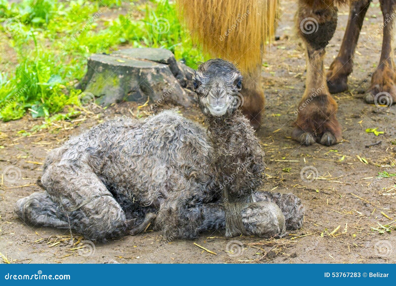 Newborn Bactrian Camel (Camelus Bactrianus) Stock Image - Image of ...