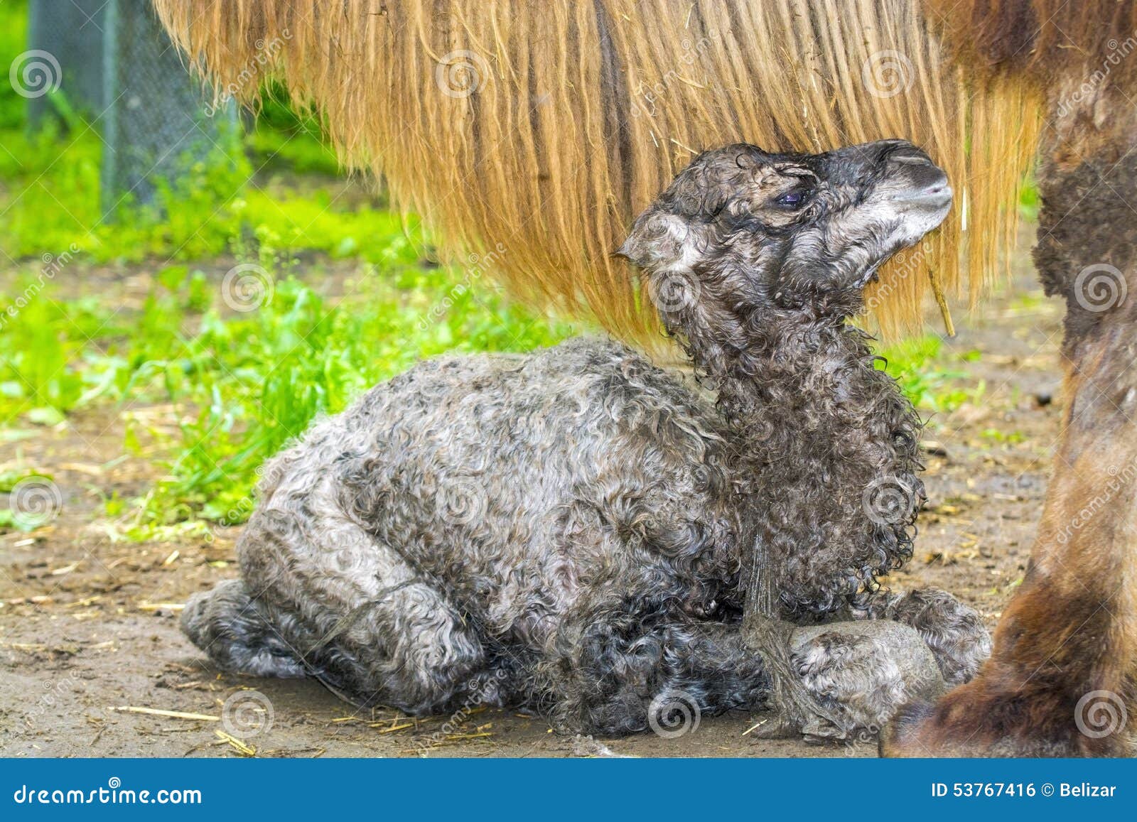 Newborn Bactrian Camel (Camelus Bactrianus) Stock Photo - Image of ...