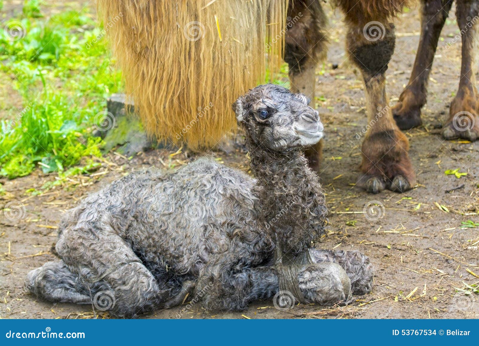 Newborn Bactrian Camel (Camelus Bactrianus) Stock Photo - Image of baby ...