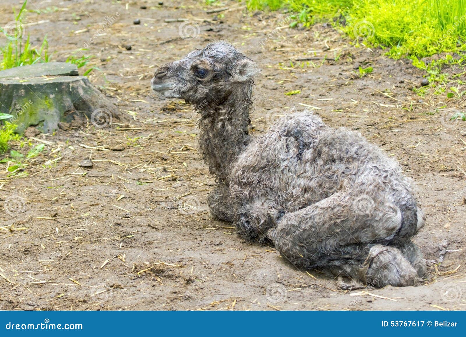 Newborn Bactrian Camel (Camelus Bactrianus) Stock Image - Image of ...
