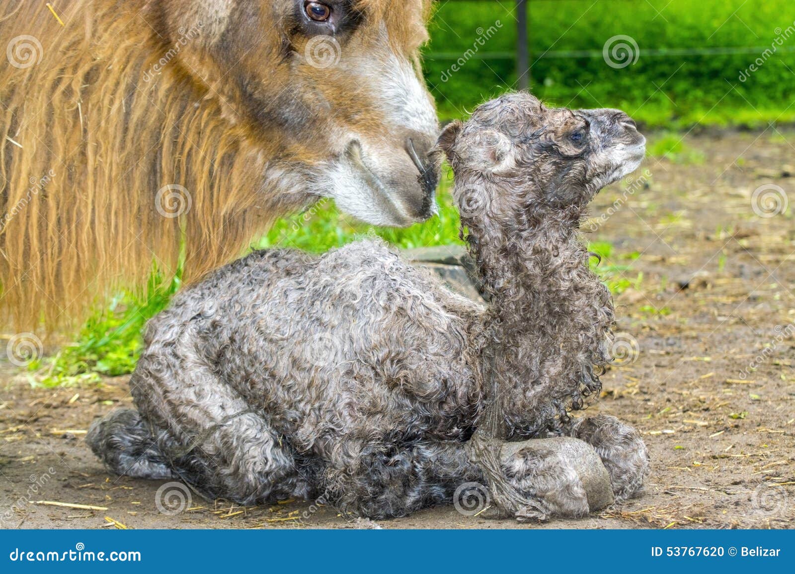 Newborn Bactrian Camel (Camelus Bactrianus) Stock Photo - Image of baby ...