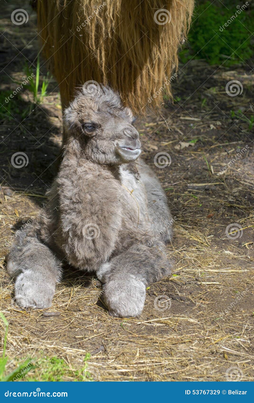 Newborn Bactrian Camel (Camelus Bactrianus) Stock Image - Image of baby ...