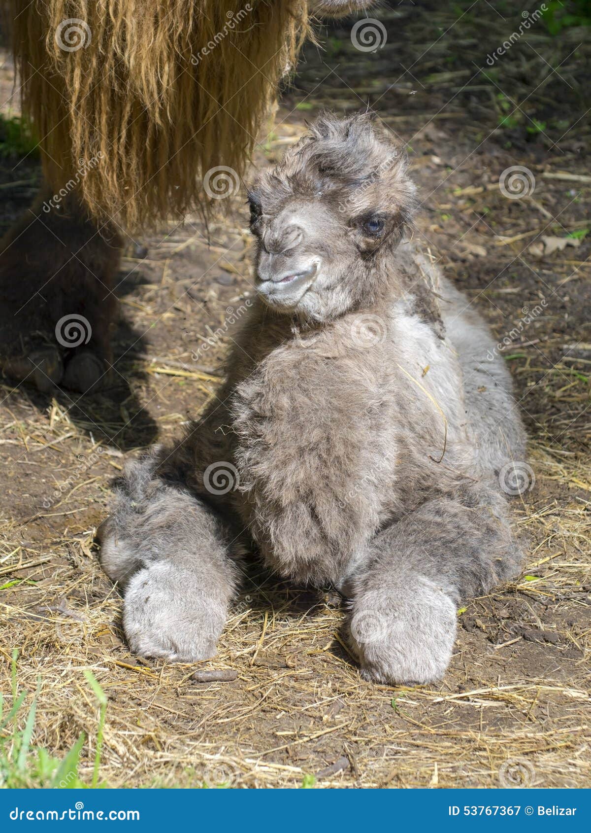 Newborn Bactrian Camel (Camelus Bactrianus) Stock Image - Image of ...