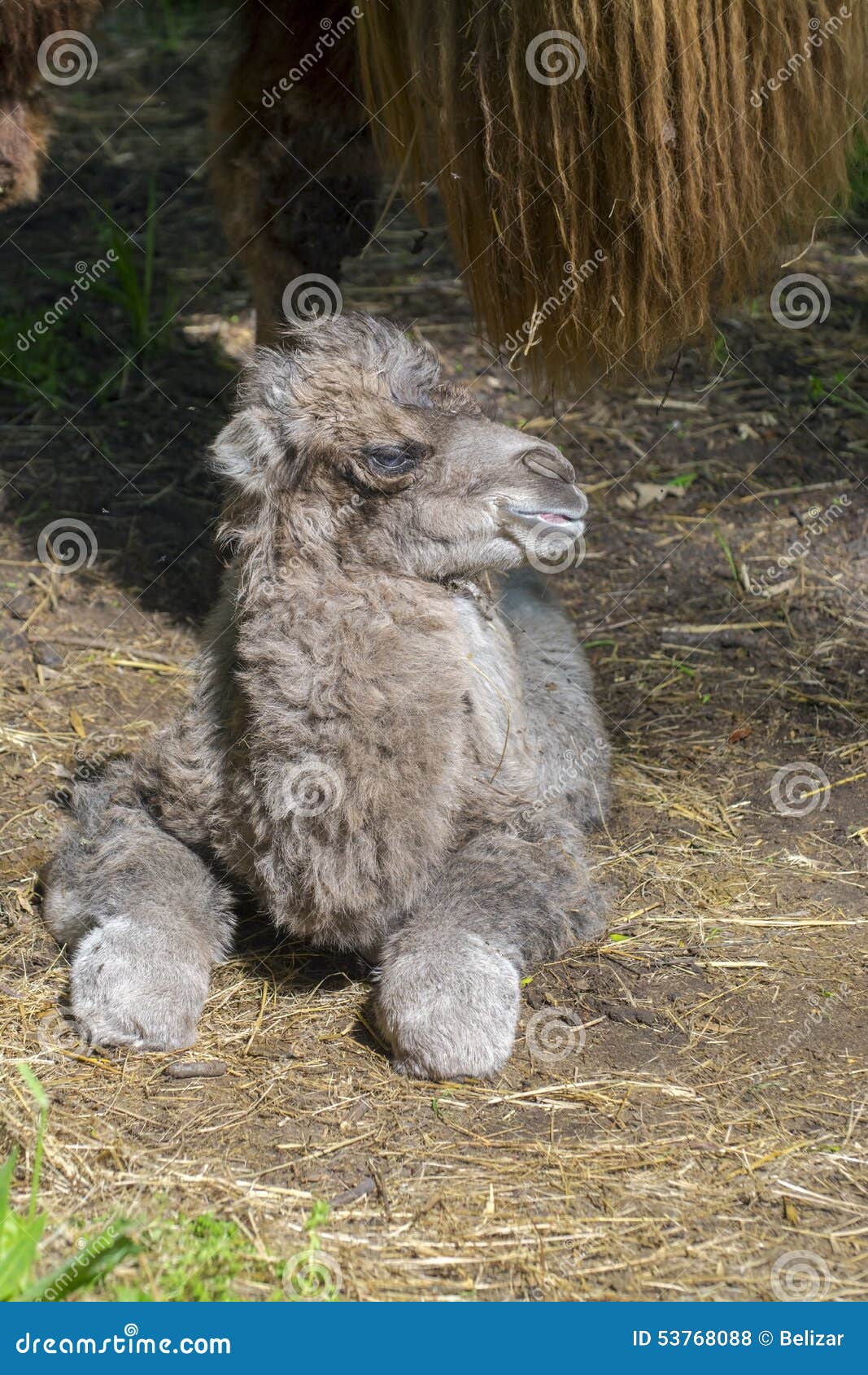 Newborn Bactrian Camel (Camelus Bactrianus) Stock Photo - Image of ...
