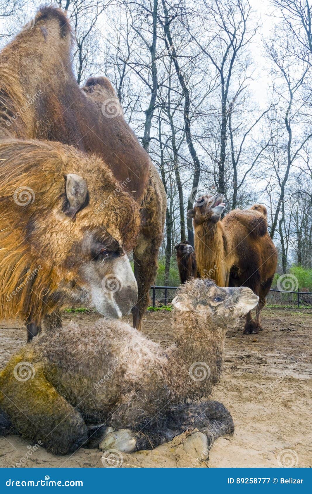 Newborn Bactrian camel stock image. Image of bactrian - 89258777