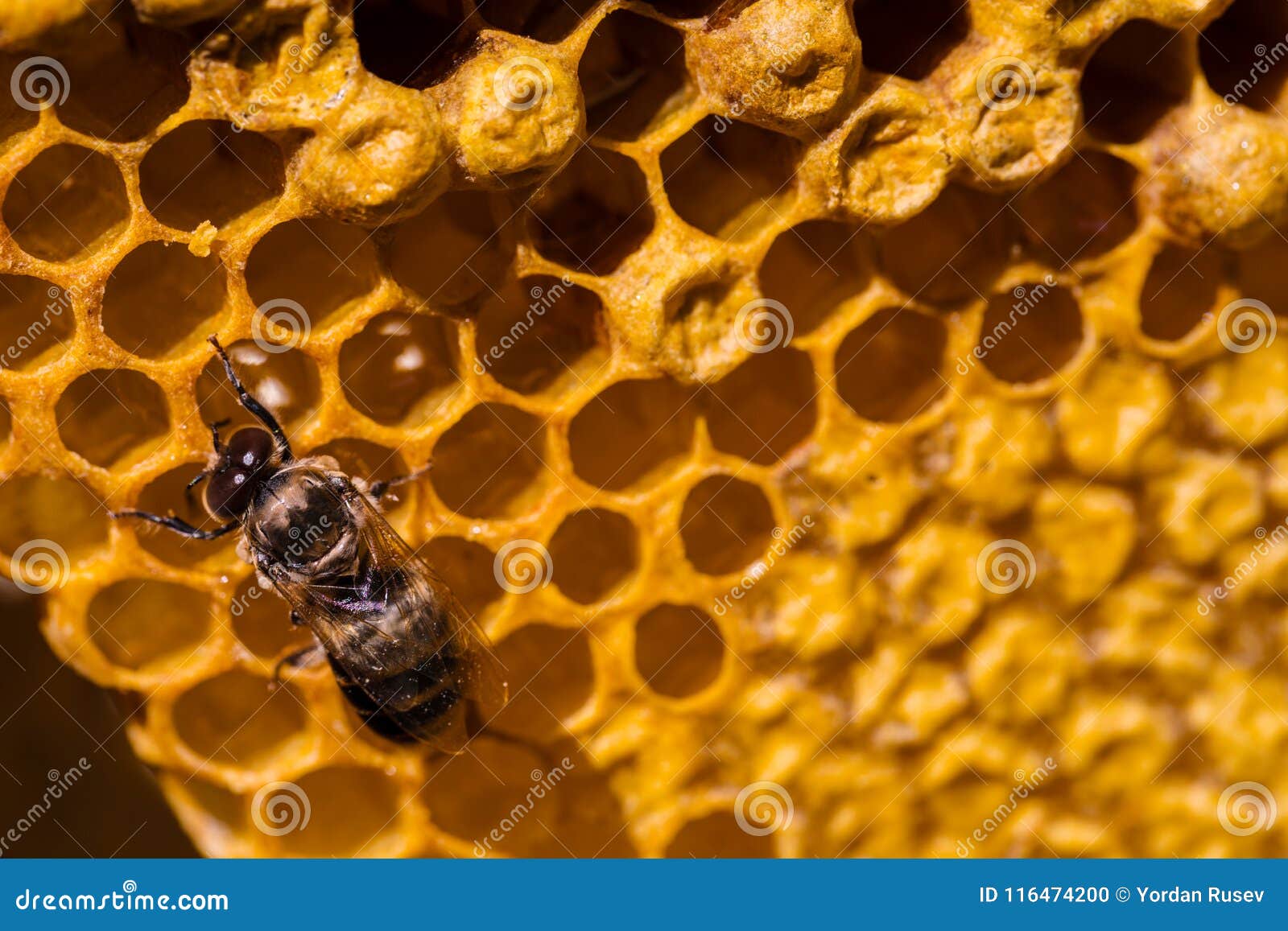 Newborn bee on honeycomb stock photo. Image of beekeeper - 116474200