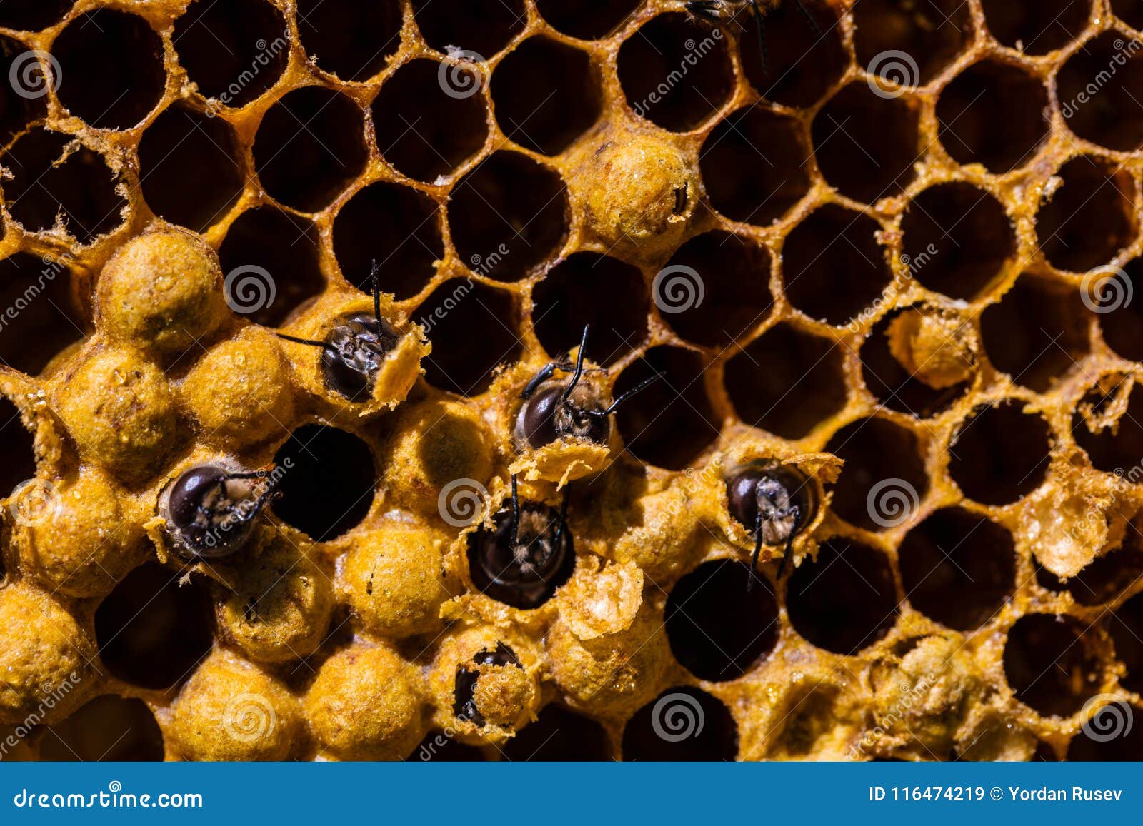 Newborn bee on honeycomb stock image. Image of busy - 116474219