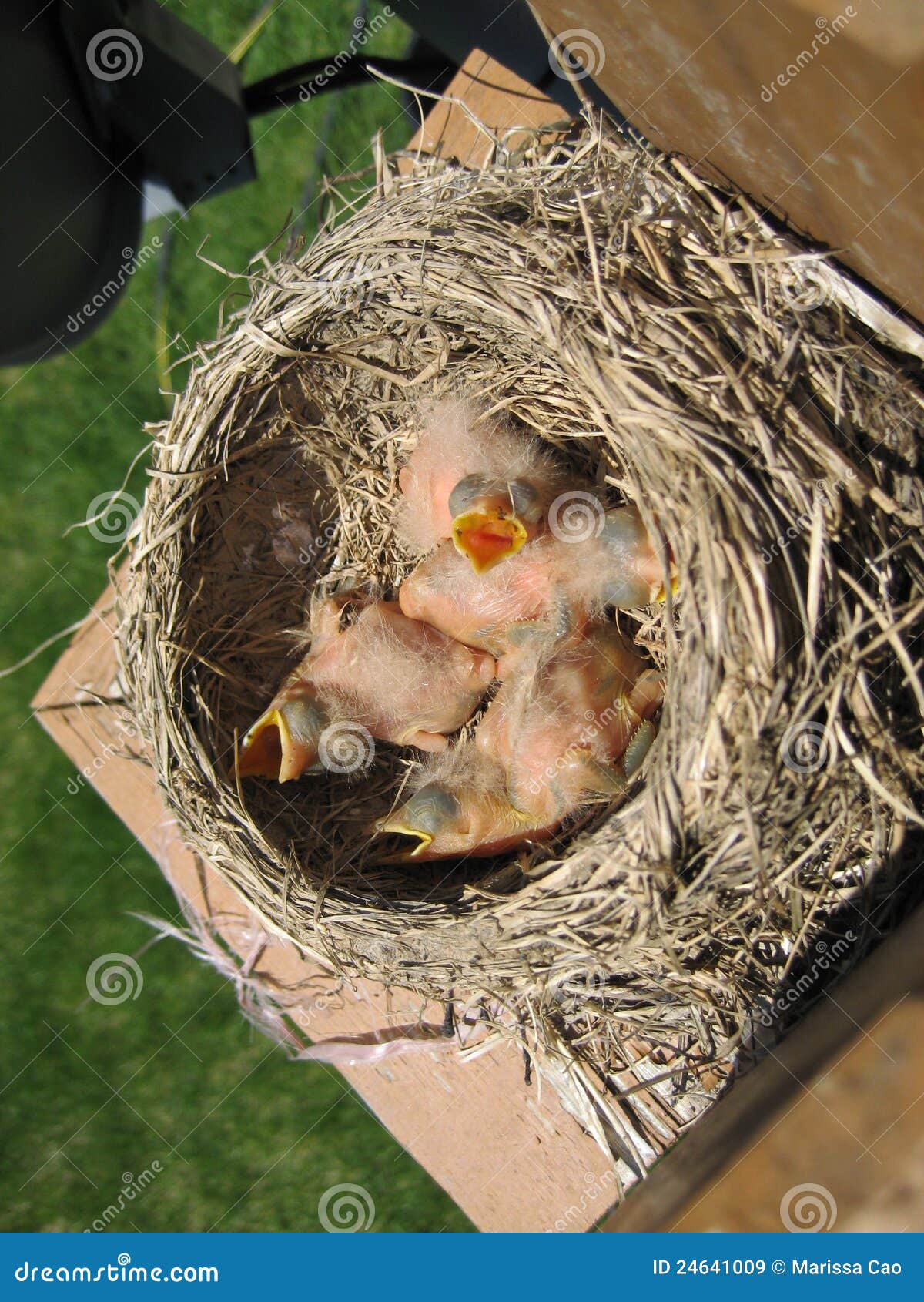 Newborn birds stock image. Image of newborn, calling - 24641009