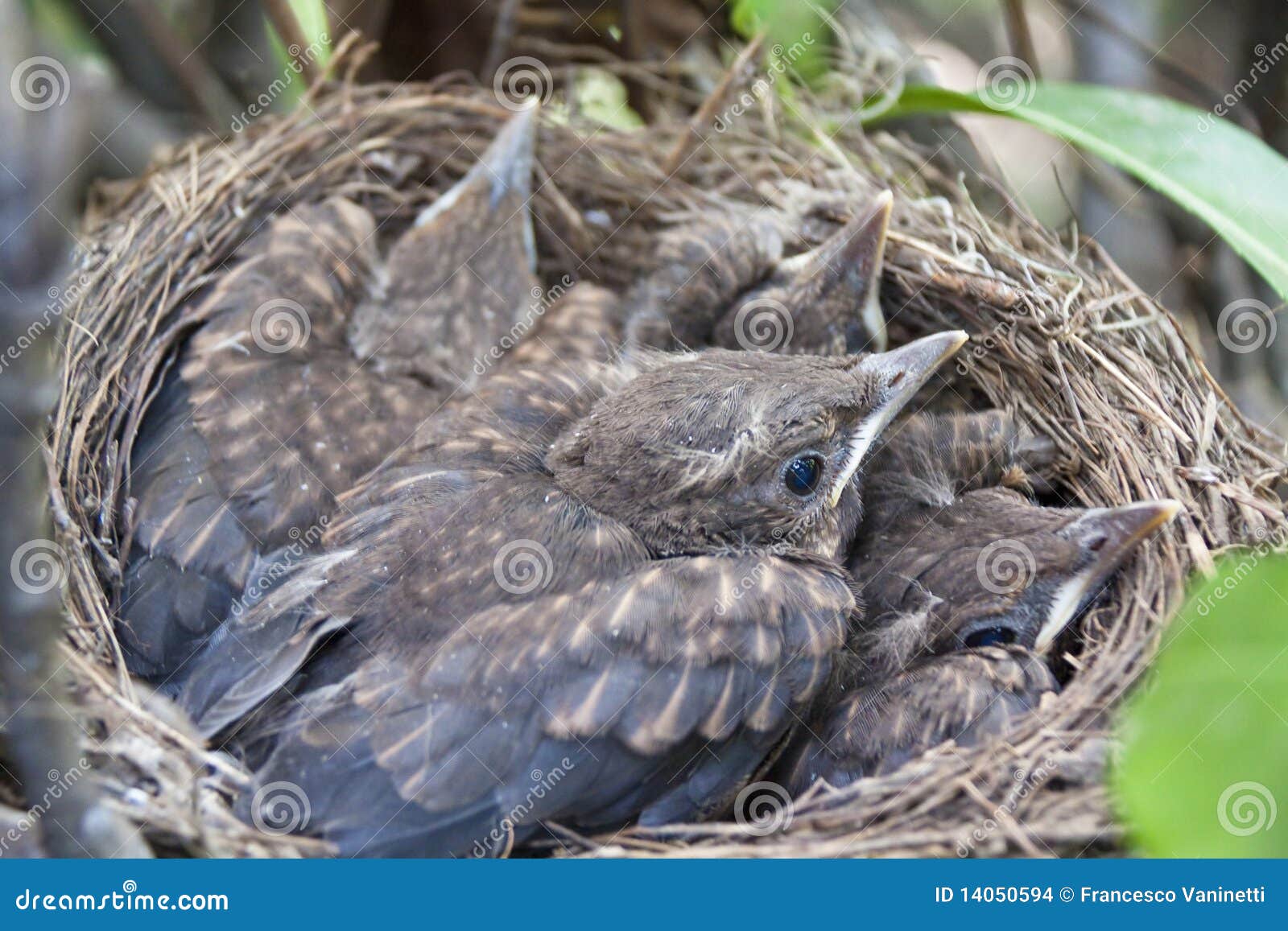 Newborn birds in nest stock photo. Image of nest, feather - 14050594