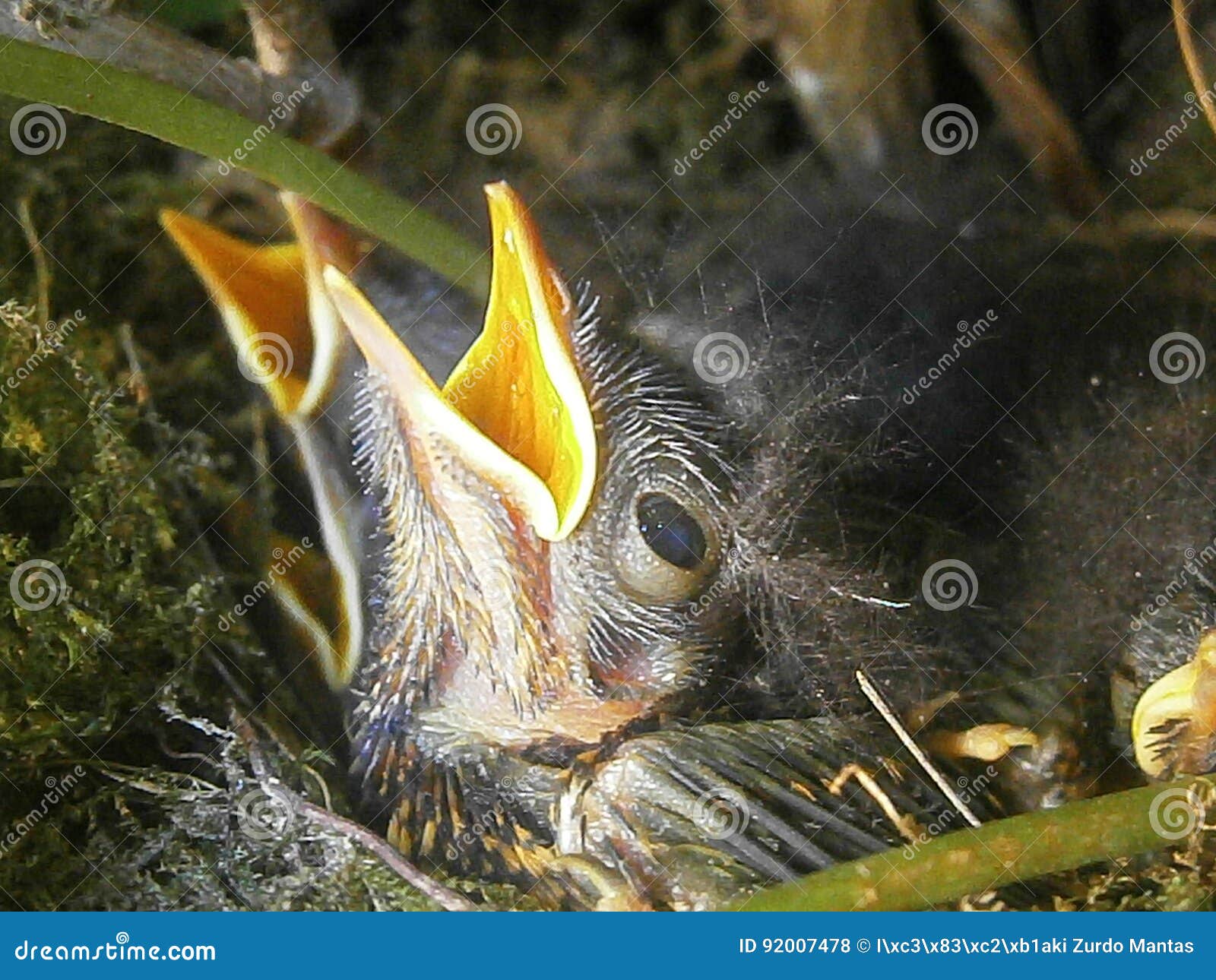 Newborn birds stock photo. Image of newborn, nido, babys - 92007478
