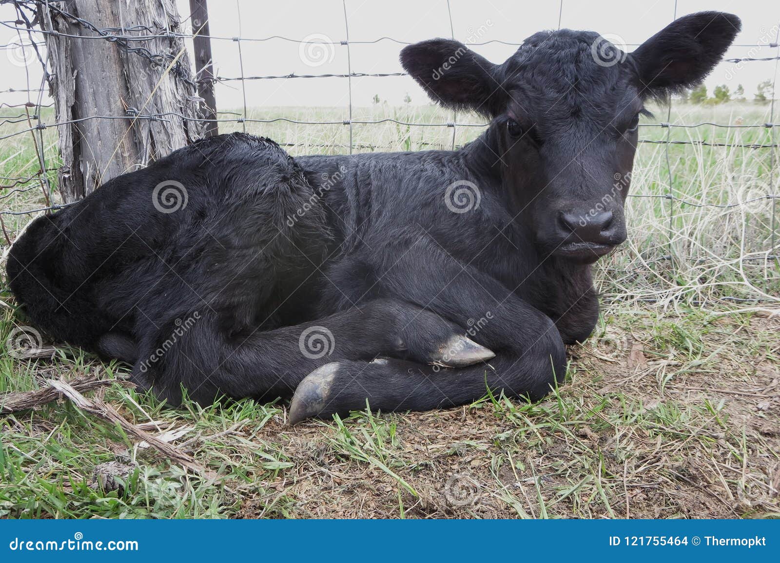Newborn black calf stock photo. Image of hours, black - 121755464