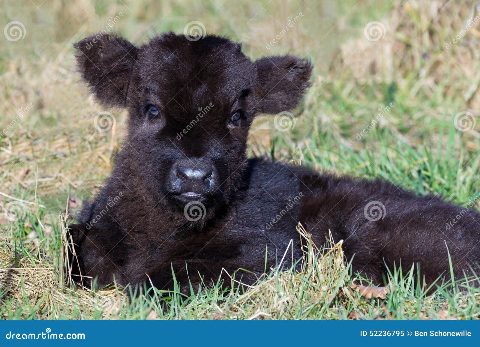 834 Cute Scottish Highlander Stock Photos - Free & Royalty-Free Stock ...