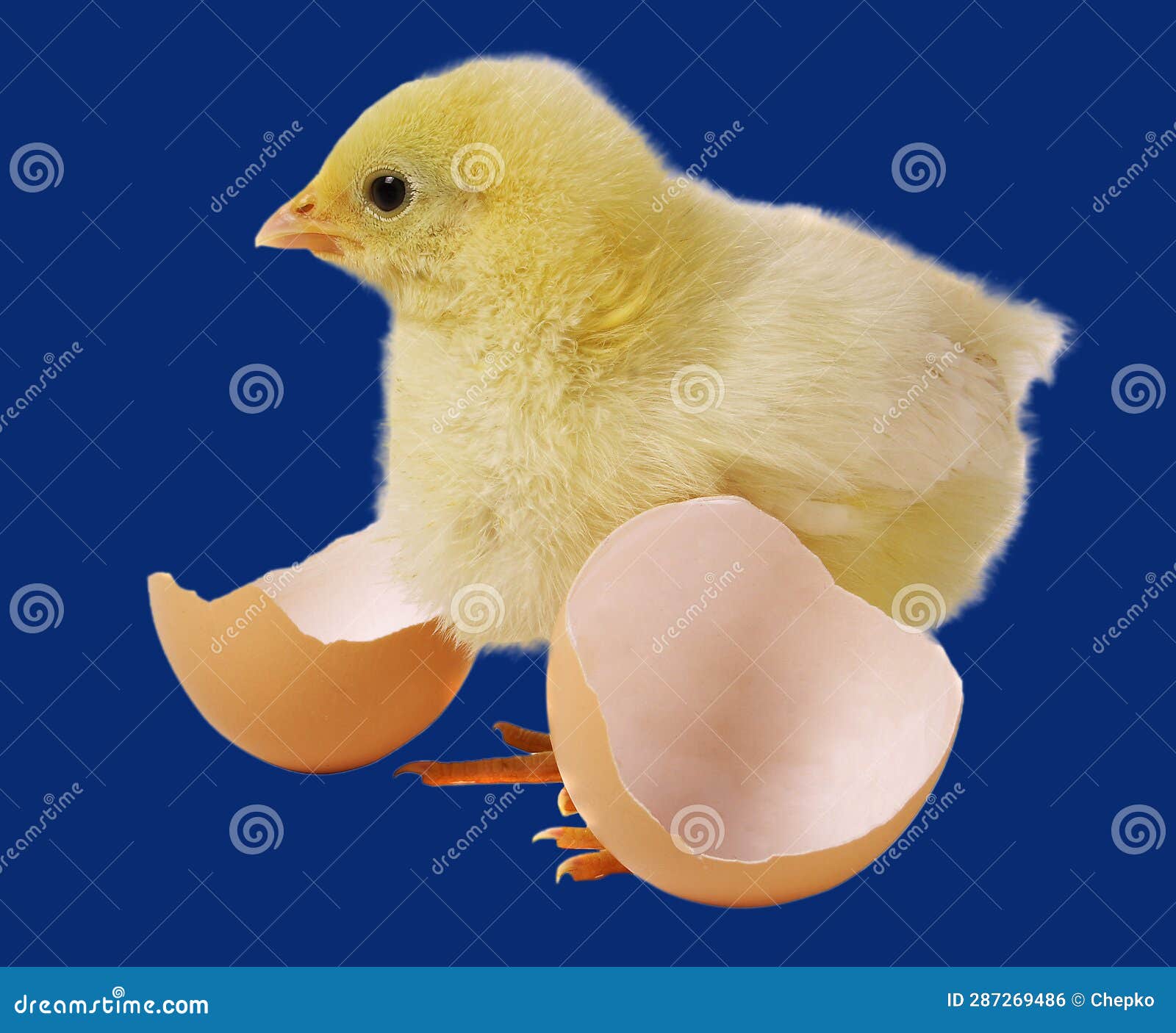 Newborn Brown Babies Chicken Standing on Egg Shells Isolated Stock ...