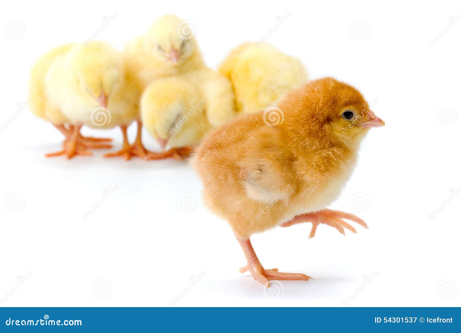 Newborn Brown Chicken Walking Away Stock Image - Image of rest, white ...