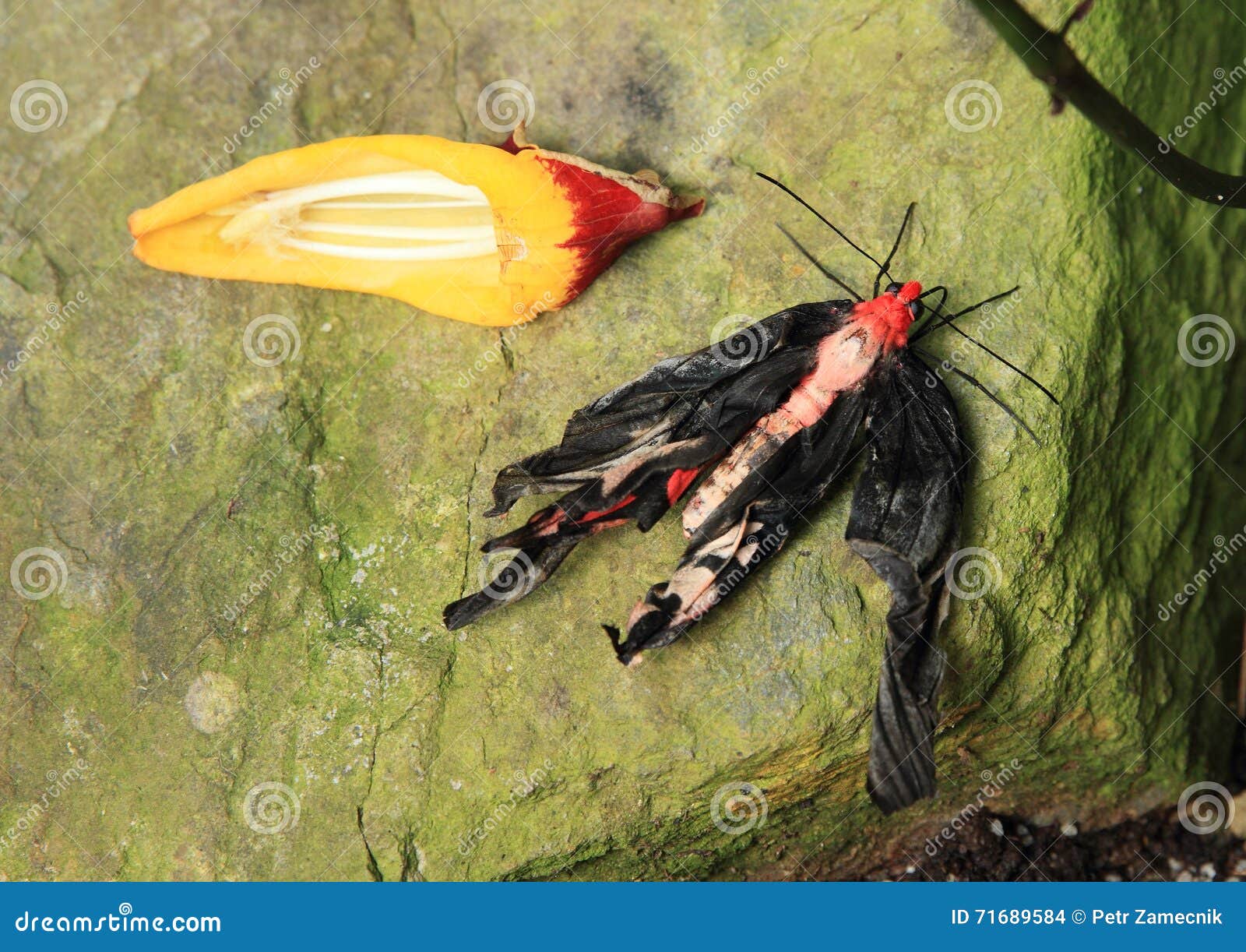 Newborn Butterfly Atlas Moth Stock Photo - Image of detail, butterfly ...