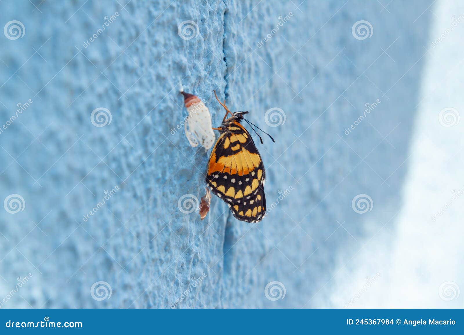 A Newborn Butterfly Next To Its Empty Cocoon. Stock Photo - Image of ...