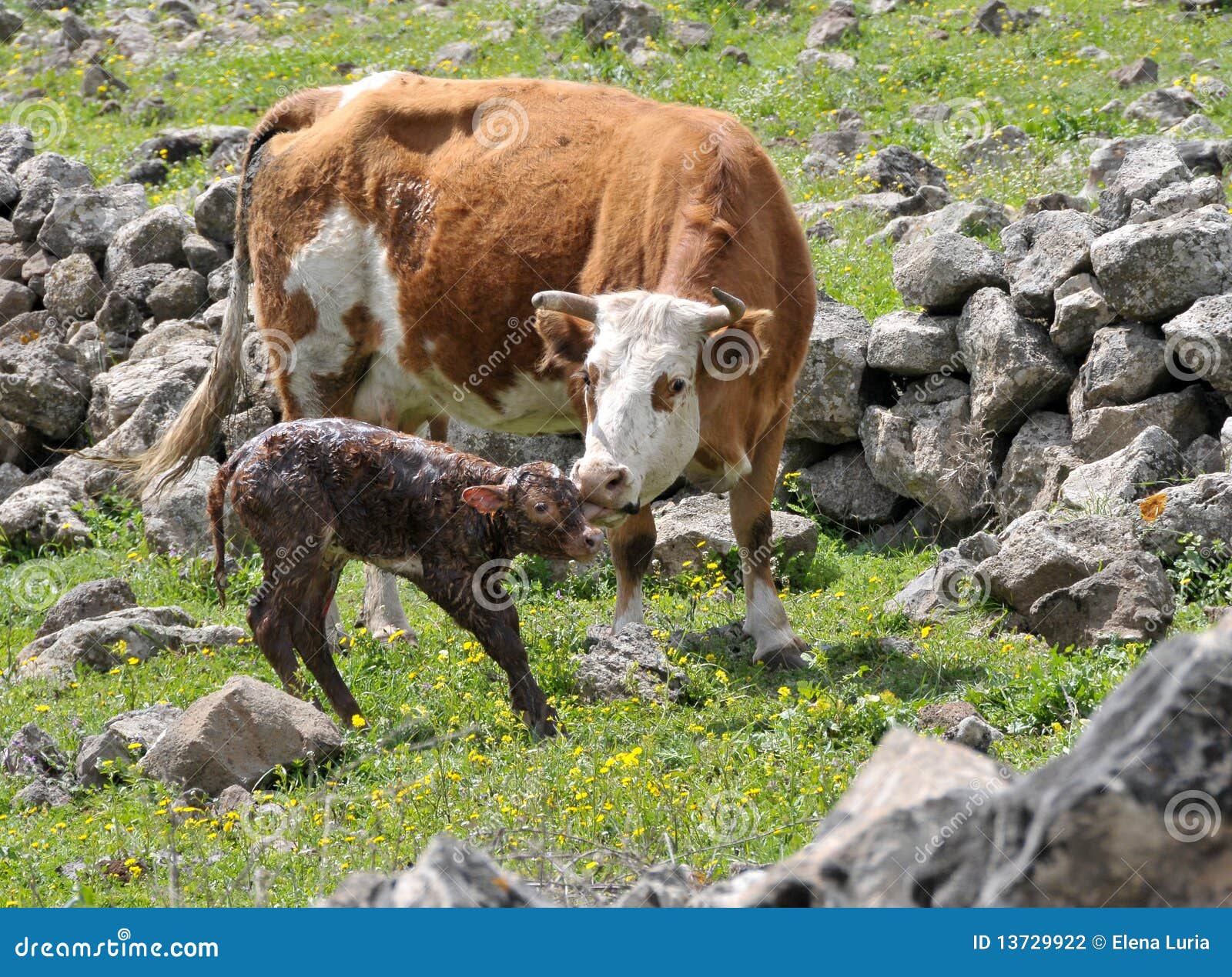 Newborn calf stock photo. Image of young, scene, farm - 13729922