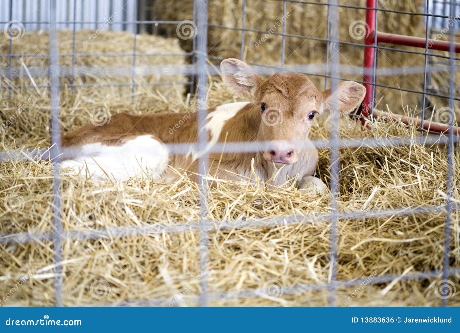 Newborn calf stock photo. Image of farm, cattle, cute - 13883636