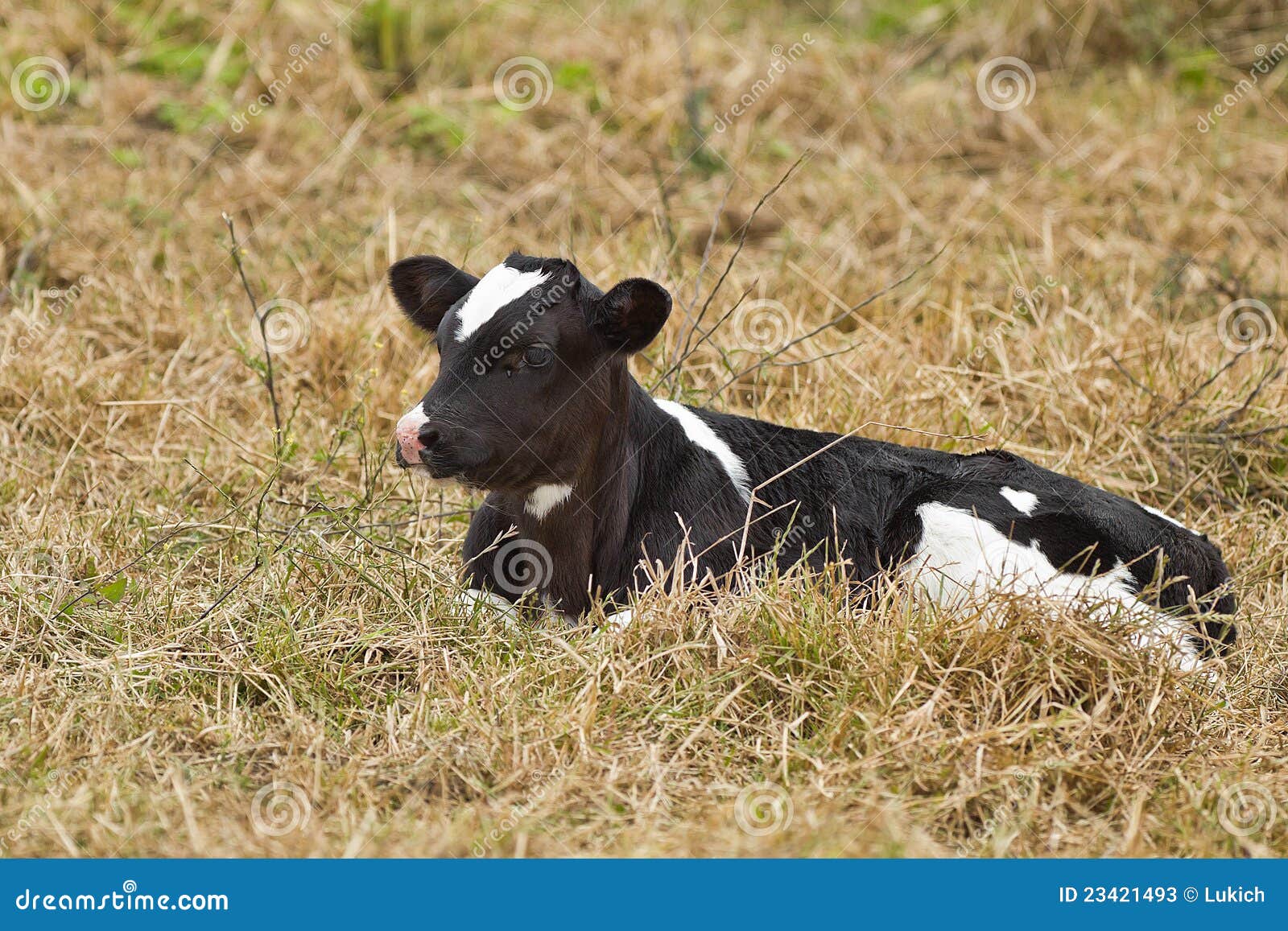 Newborn calf stock image. Image of domestic, cattle, farming - 23421493