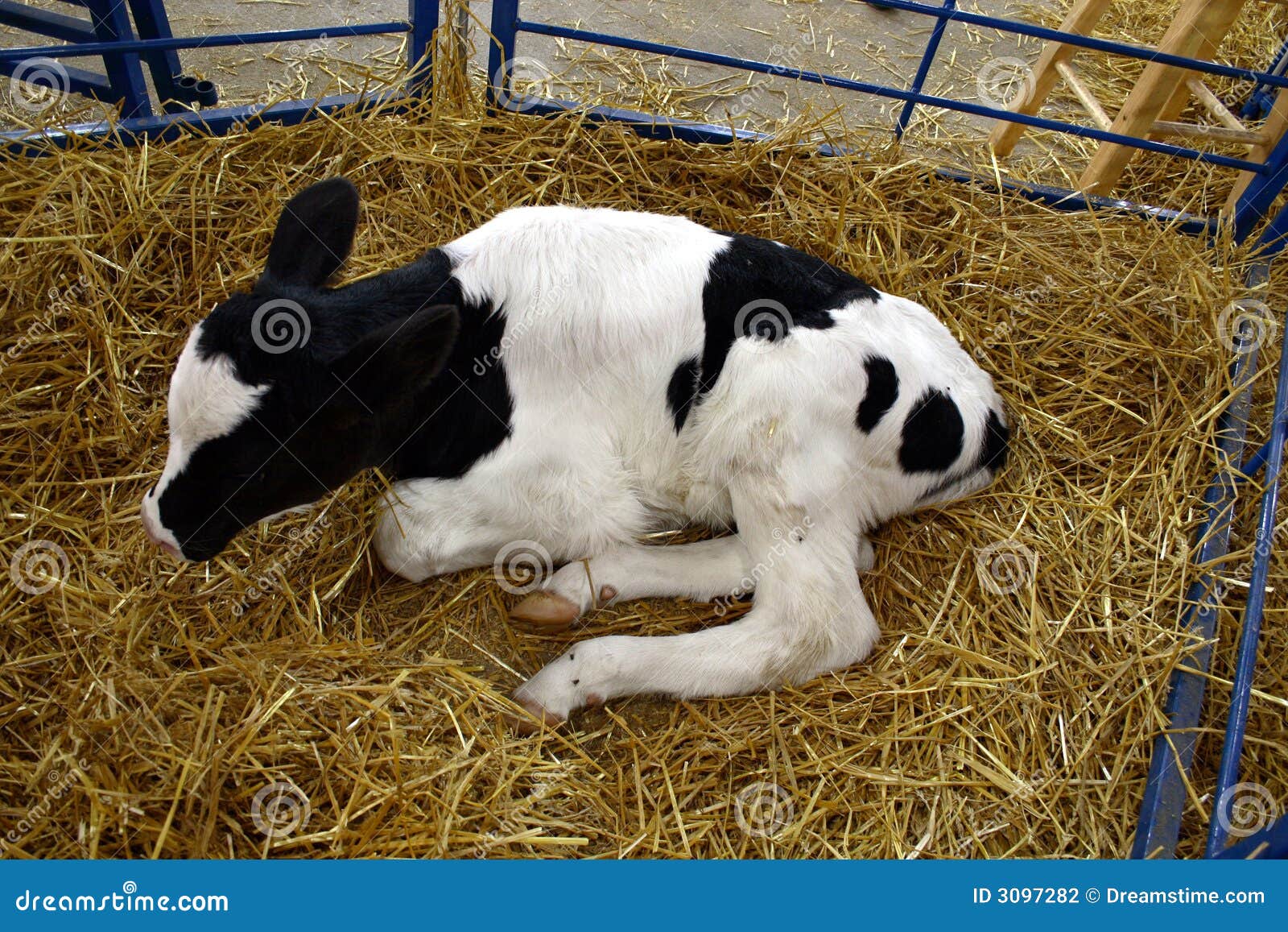 Newborn Calf stock photo. Image of bovine, face, black - 3097282