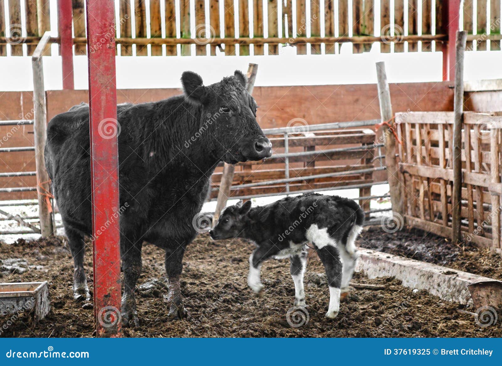 Newborn calf and cow stock image. Image of newborn, aberdeen - 37619325