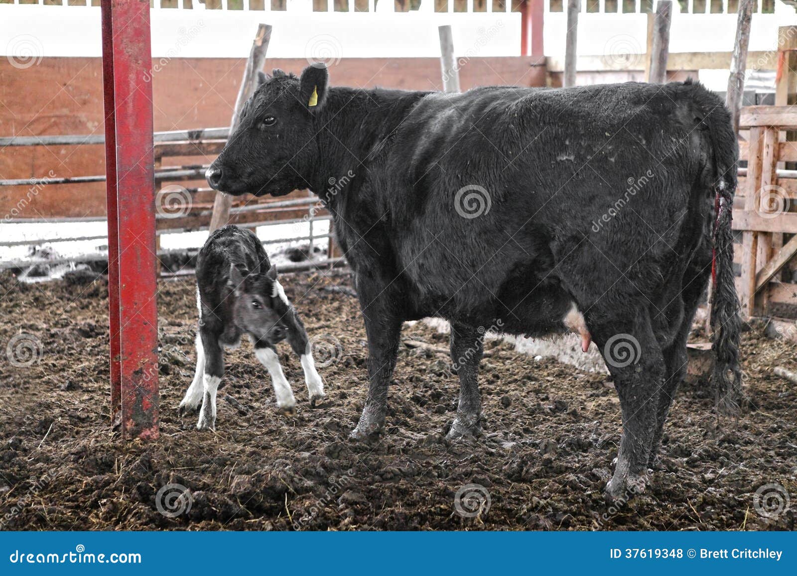Newborn Calf Cow Aberdeen Angus Stock Photo - Image of agriculture ...