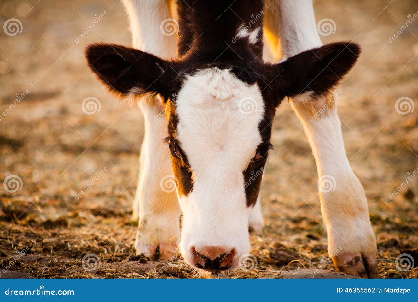 Newborn Calf Cow Watching Camera Photos - Free & Royalty-Free Stock ...
