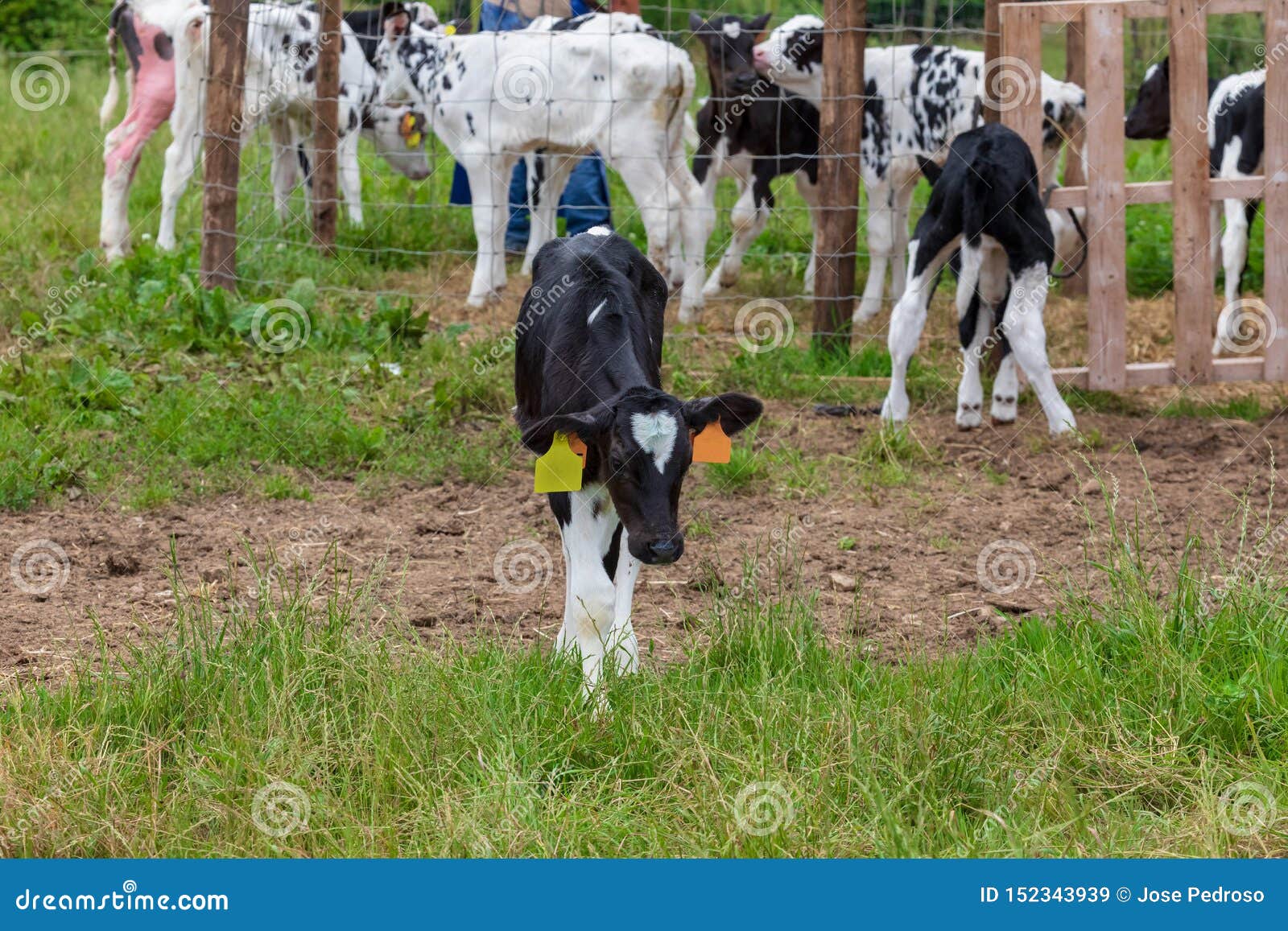 Newborn Calf. Group of Several Milk Cow Cubs Stock Image - Image of ...